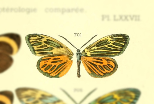 Pidorus dubernardi · iNaturalist