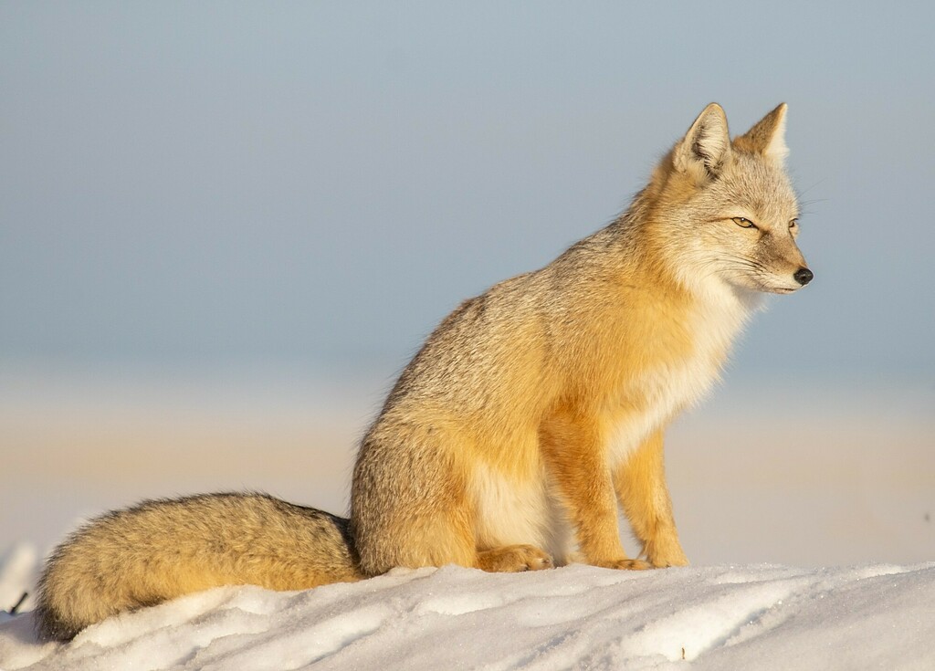 Corsac Fox (Vulpes corsac) - Know Your Mammals