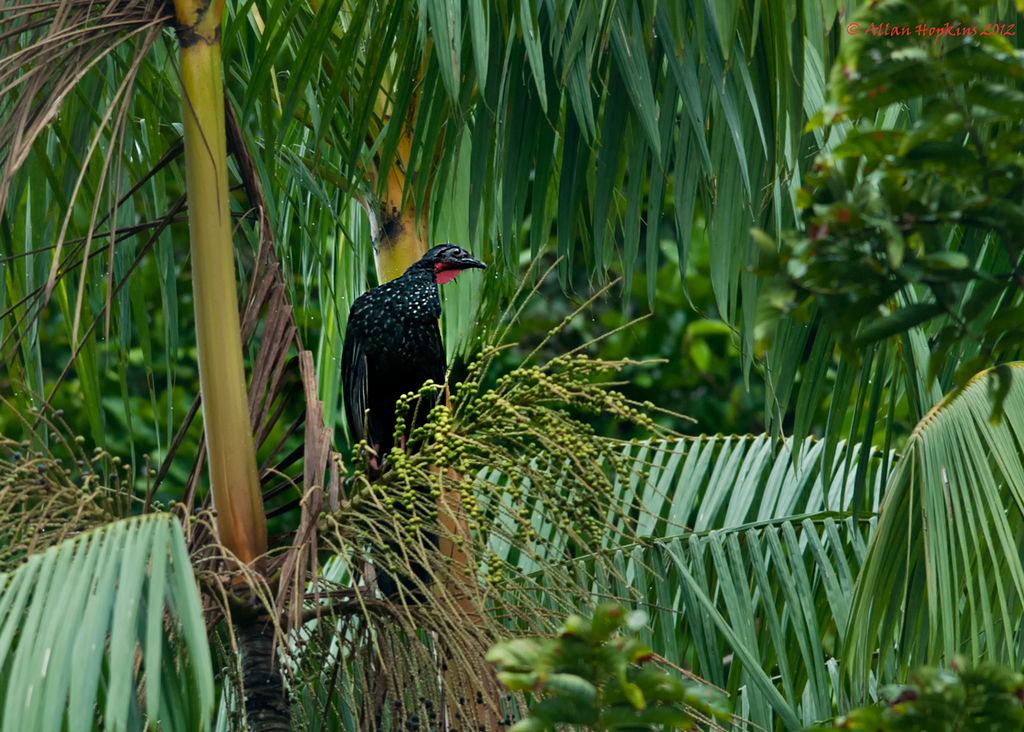 Spix's Guan from Upper Takutu-Upper Essequibo, Guyana on December 01 ...