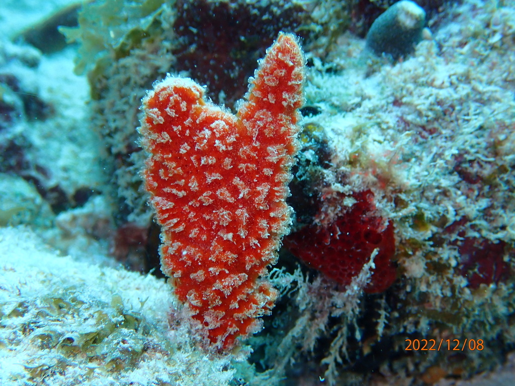 Ptilocaulis walpersii from Caribbean sea, United States Virgin Islands ...