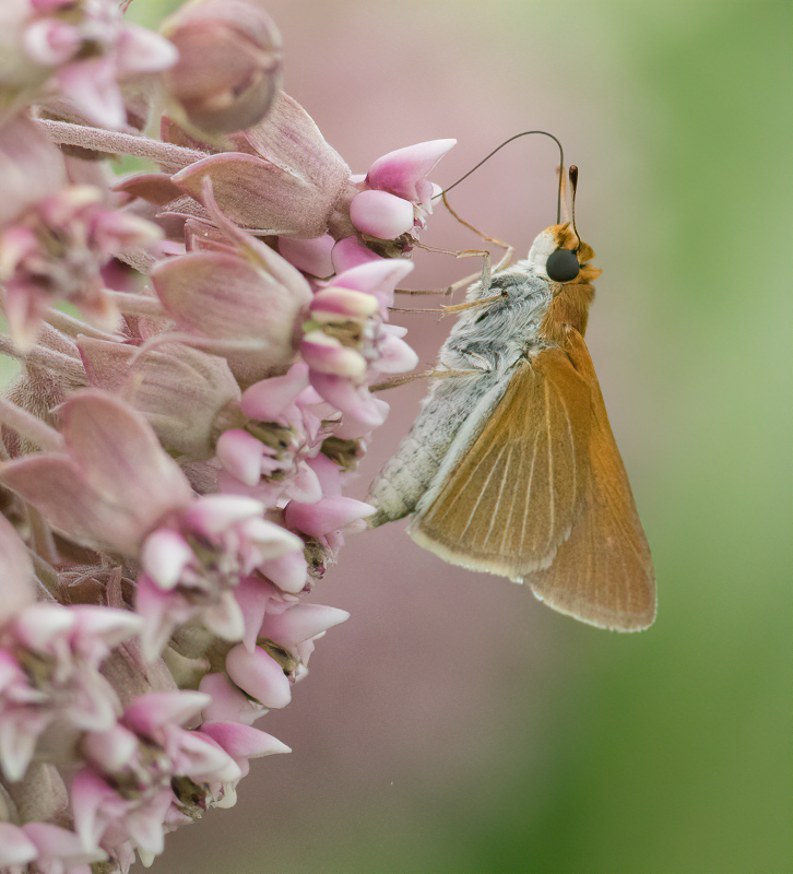 Two-spotted Skipper in June 2021 by Jay Gilliam · iNaturalist