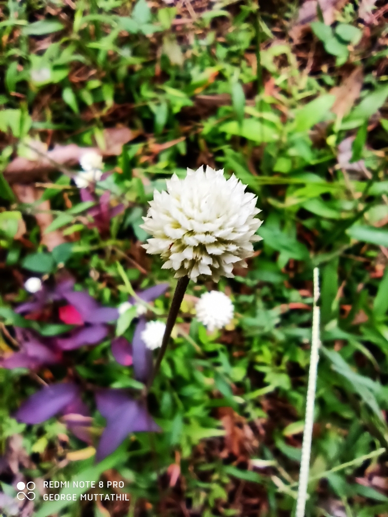 Ruby Leaf from 4GH8+4MM, Mandalam, Kaithalam Road, Kerala 670582, India ...