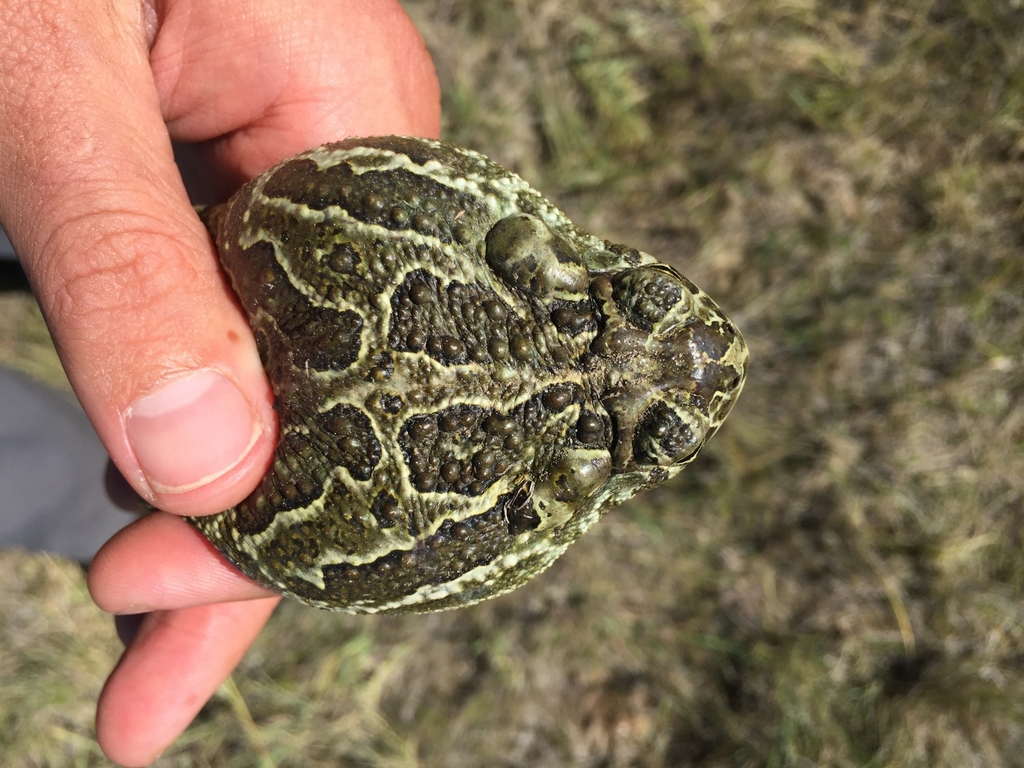 Great Plains Toad from Rolling Hills, AB T0J 2S0, Canada on June 27 ...