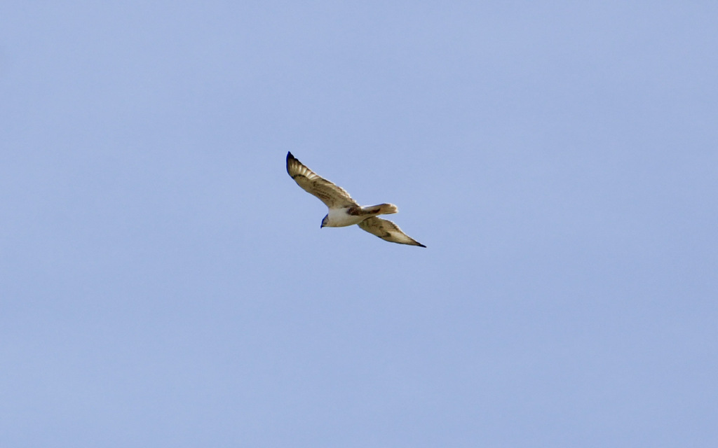 Ferruginous Hawk from Raptor Fields on November 21, 2022 at 10:05 AM by ...