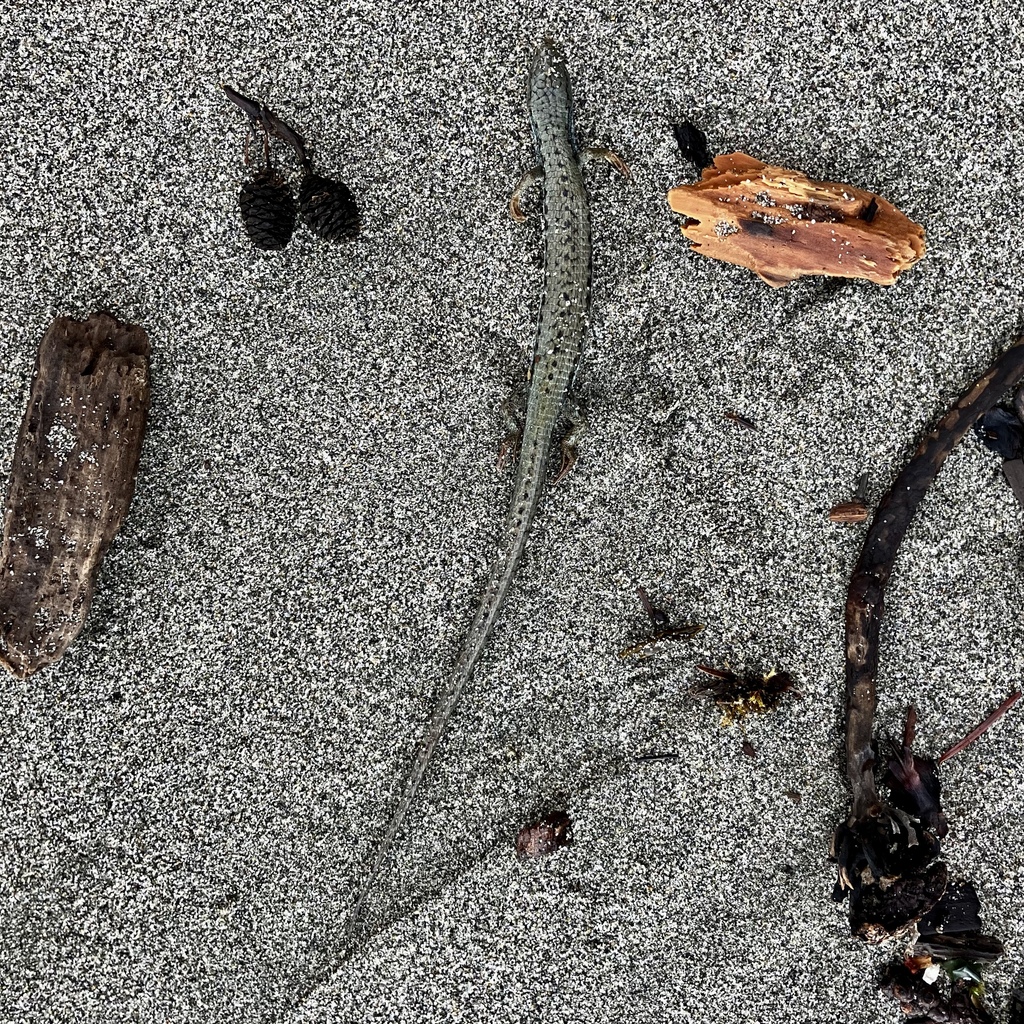 Northern Alligator Lizard from Marrowstone, WA 98358, USA on December ...