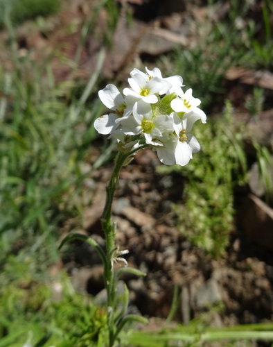 Genus Cryptospora · iNaturalist