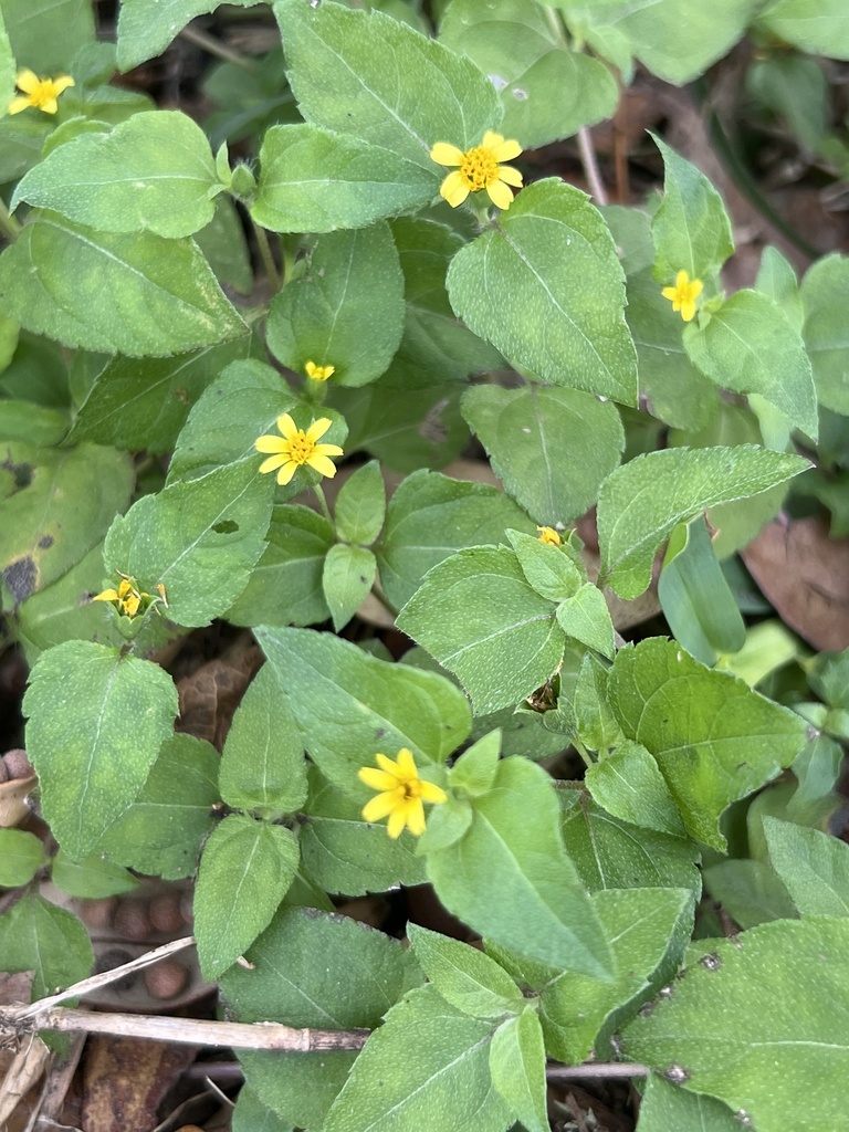 straggler daisy from Tedford St, Austin, TX, US on December 13, 2022 at ...