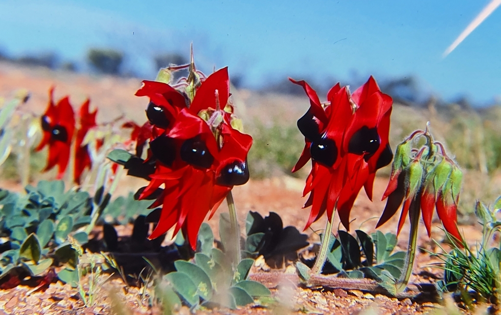 Sturt's Desert Pea from Coober Pedy on October 27, 1993 at 10:07 AM by ...