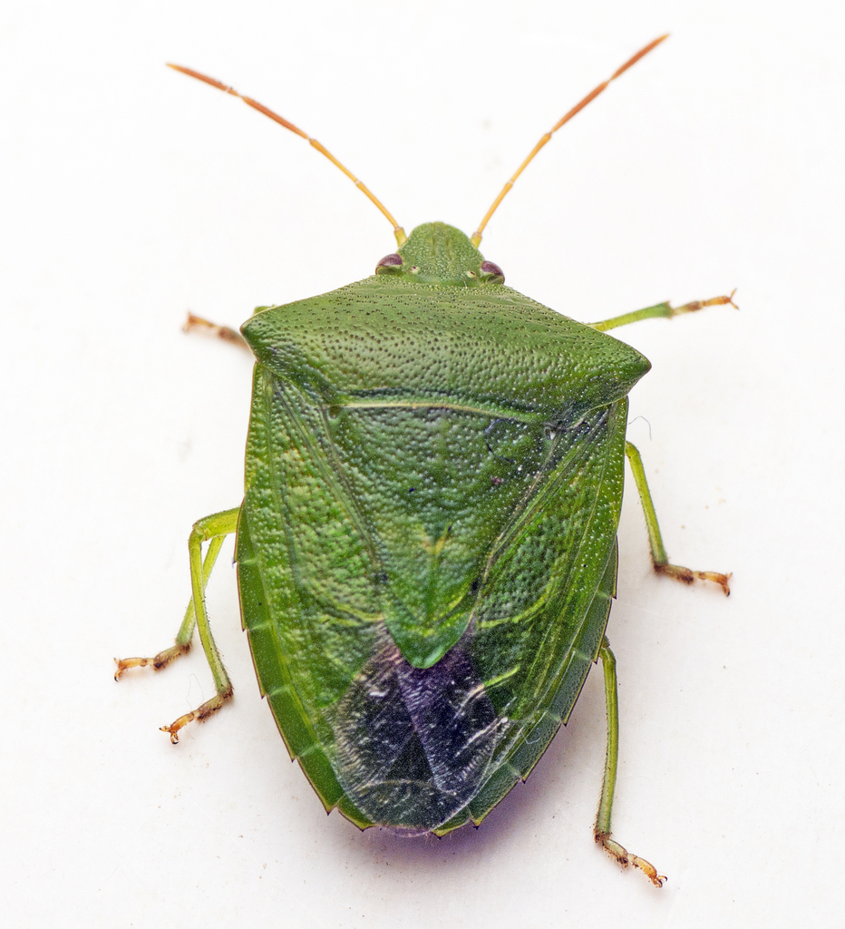 Green potato bug from 14 Catherine Ct, Murrumba Downs QLD 4503 ...
