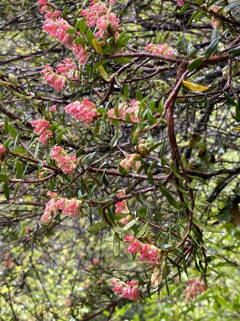 Archeria traversii traversii from Fiordland National Park, Fiordland ...