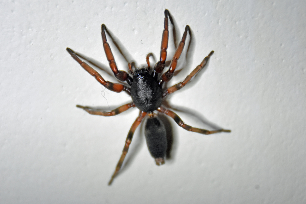 White-tailed Spiders from Top Camp QLD 4350, Australia on December 13 ...