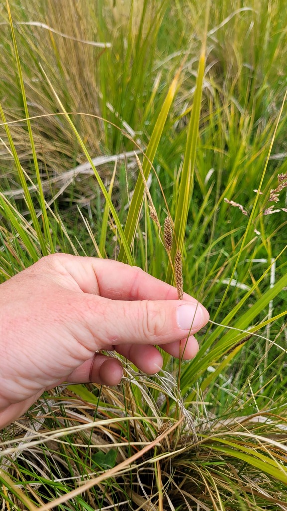 New Zealand hair-sedge in December 2022 by taylajane · iNaturalist