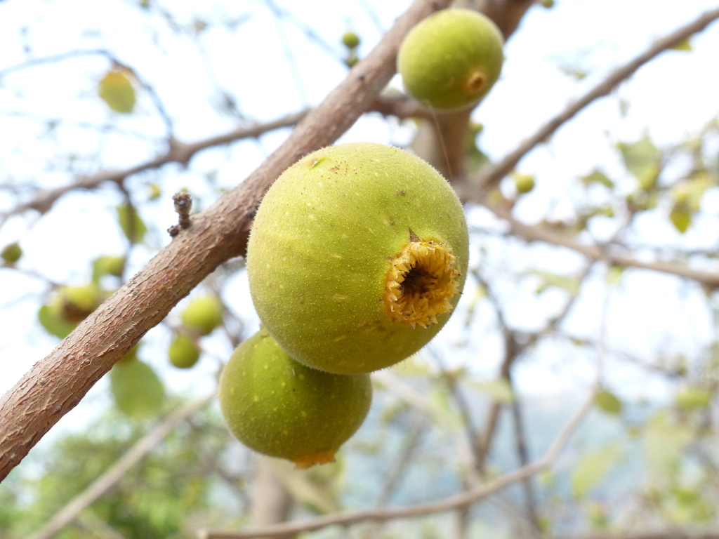 sandpaper tree from Chinchoti, Maharashtra, India on April 20, 2013 at ...