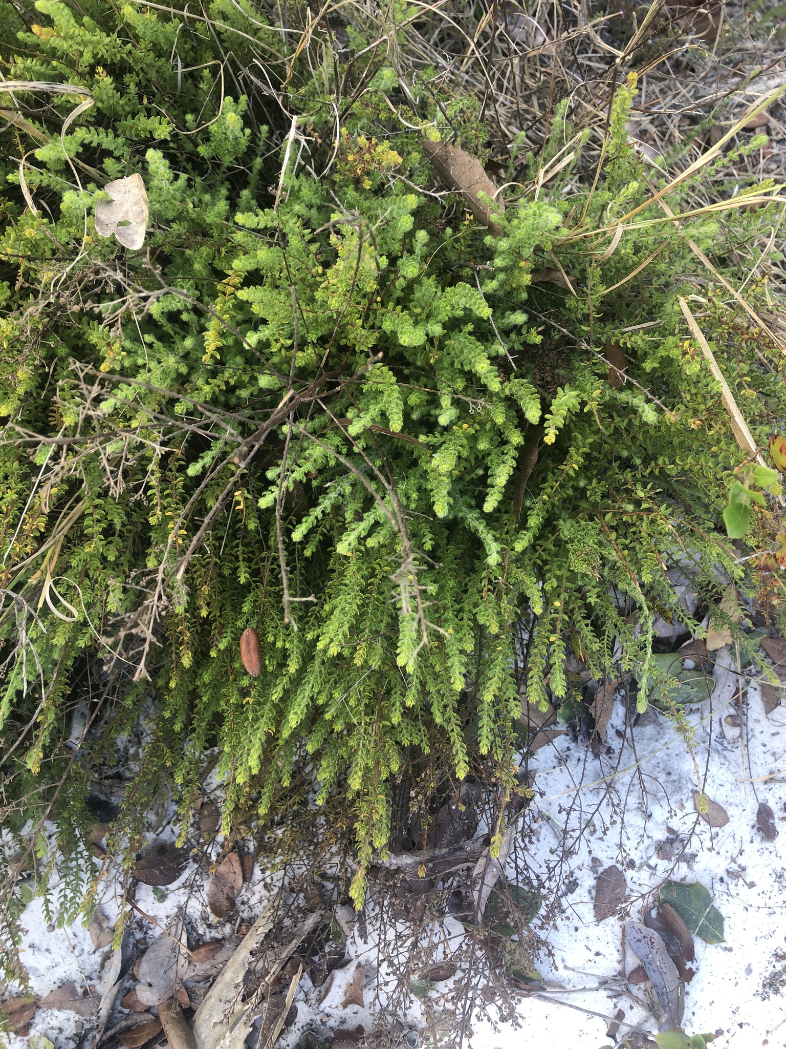 Lechea divaricata Shuttlew. ex Britton