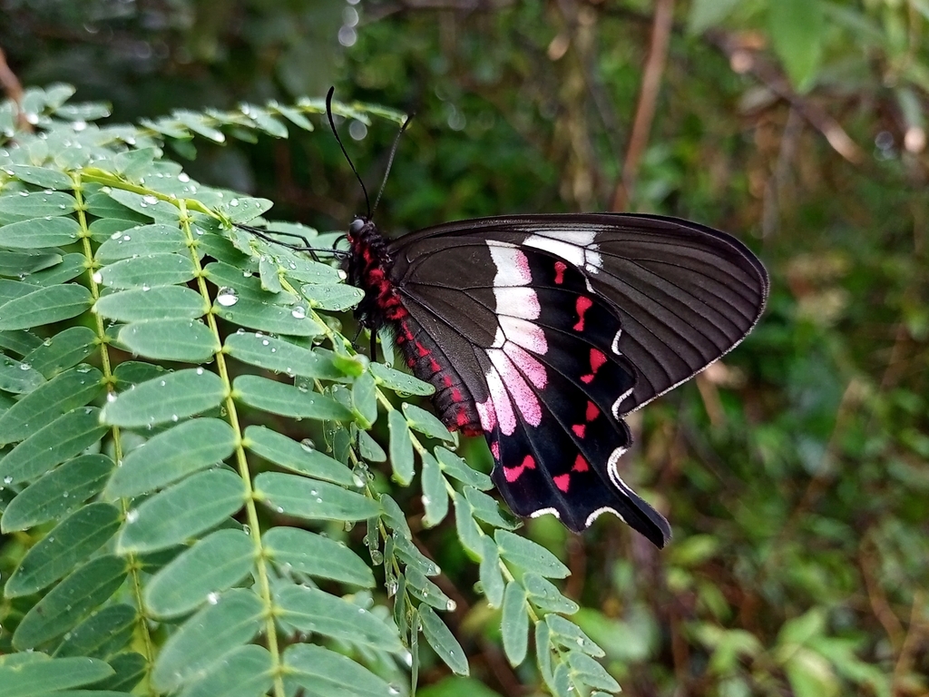 Parides ascanius in December 2022 by Carlos Otávio Gussoni · iNaturalist
