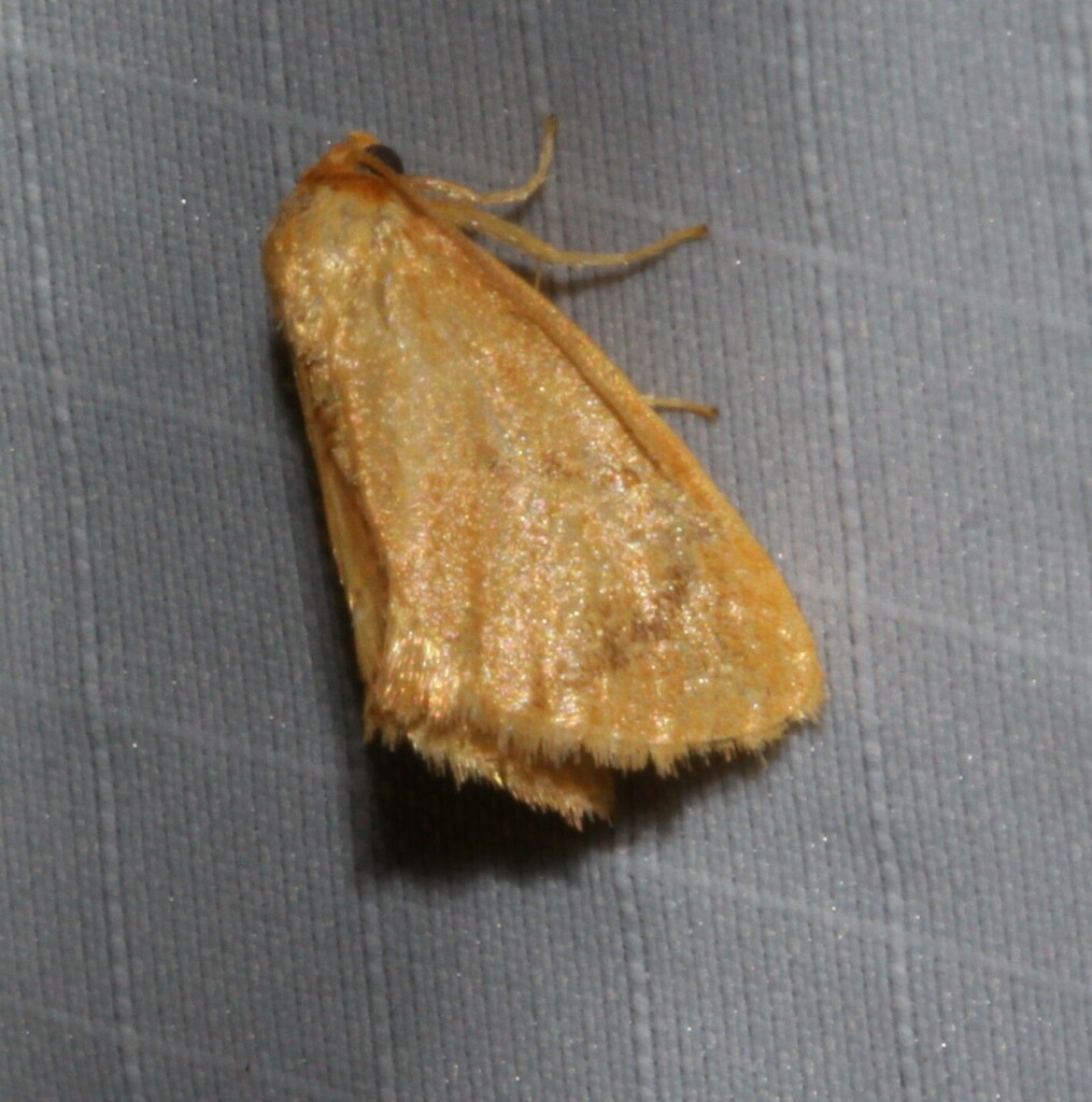 Red-crossed Button Slug Moth from Chemin riv Grand Pabos Ouest marécage ...
