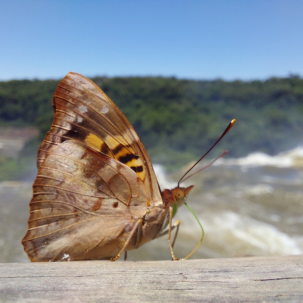 Agathina Emperor from Área Cataratas | Parque Nacional Iguazú on ...