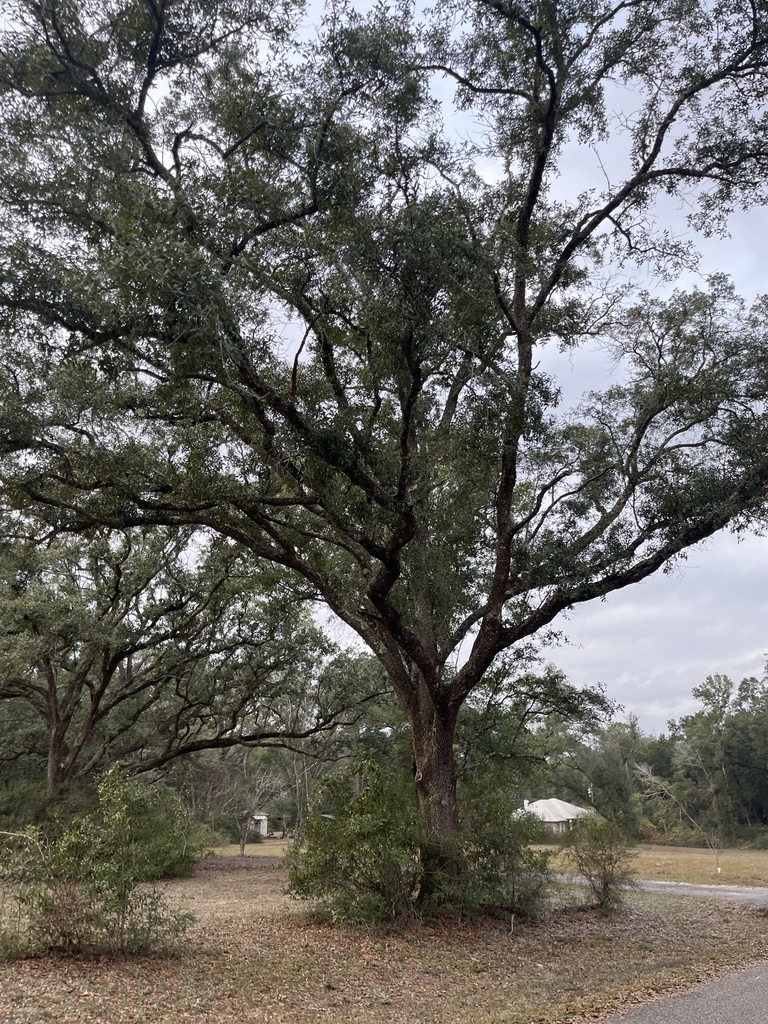 bastard oak from Bessinger Ln, Pea Ridge, FL, US on December 13, 2022 ...