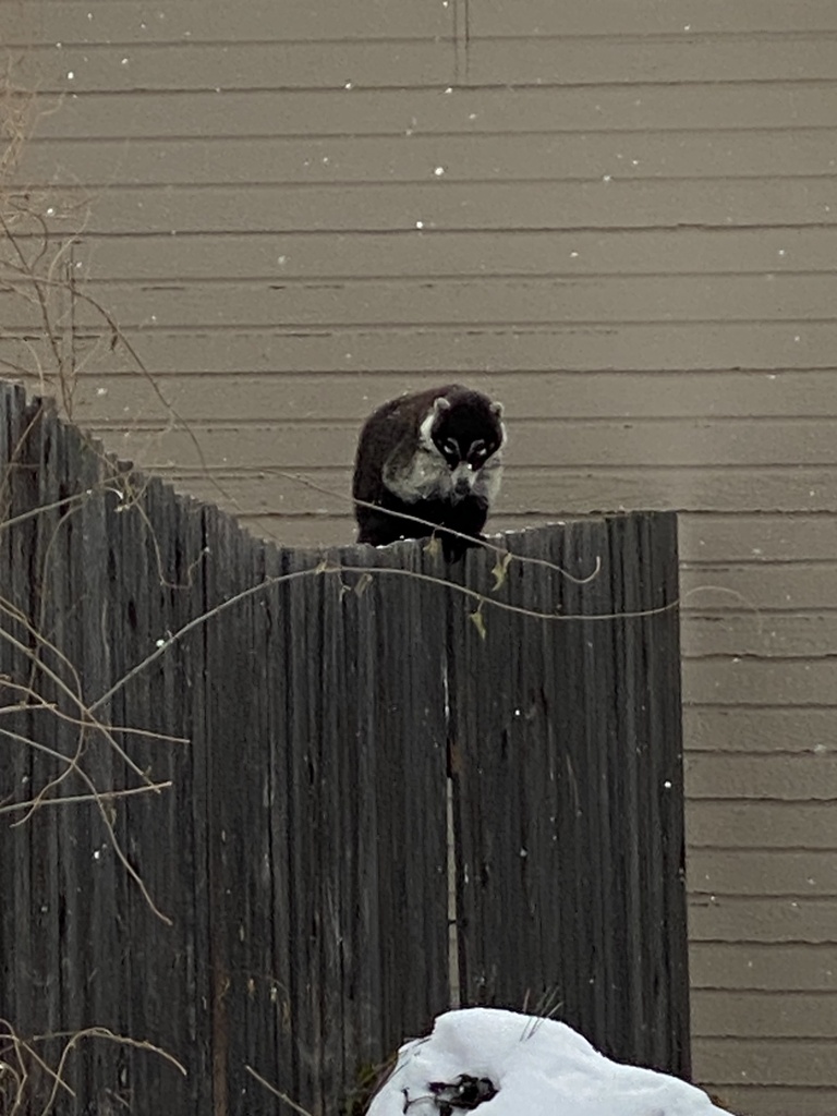 White-nosed Coati from Coconino National Forest, Flagstaff, AZ, US on ...
