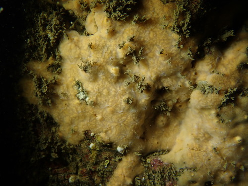 Iophon rayae · iNaturalist