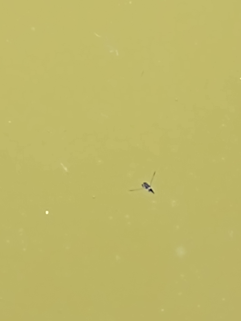 Typical Backswimmers from Ribeira do Pombal, Bahia, Brazil on December ...