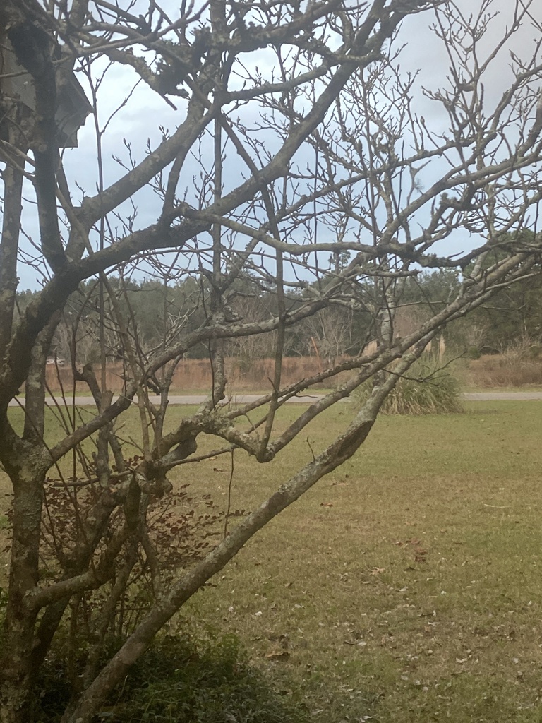 Dwarf Hackberry in December 2022 by carleebaecker · iNaturalist