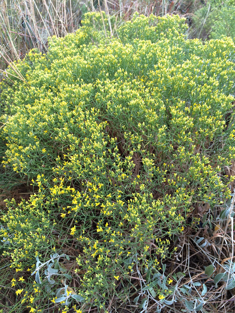 broom snakeweed (Plants of Roxborough State Park) · iNaturalist