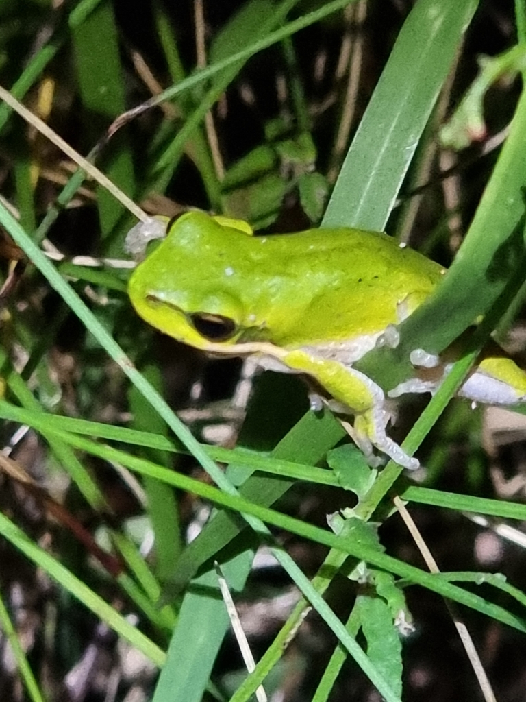 Eastern Dwarf Tree Frog from Burbank QLD 4156, Australia on December 13 ...