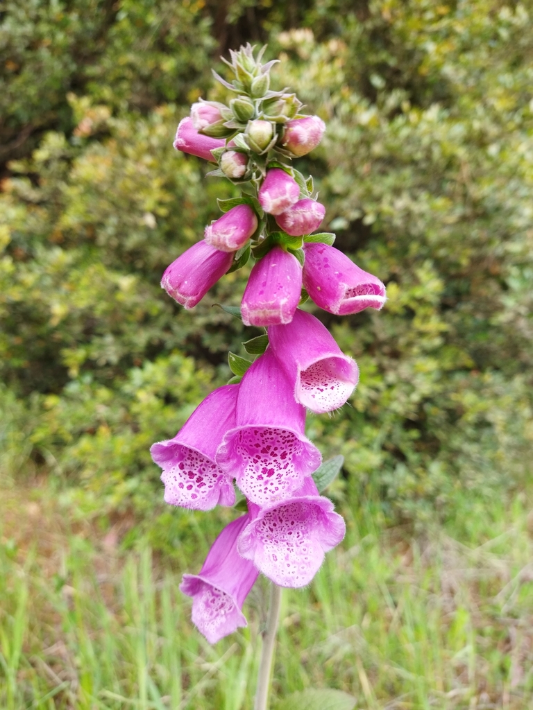 purple foxglove from Valdivia, CL-LR, CL on December 13, 2022 at 08:00 ...