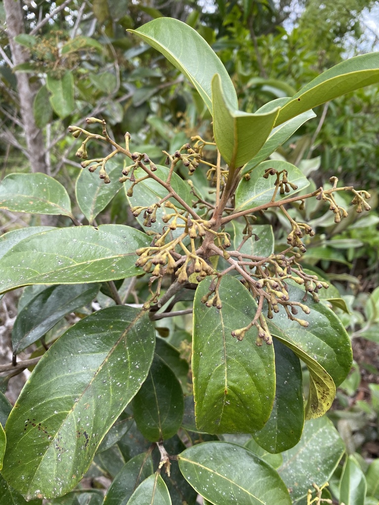 Aniba firmula from Jequitinhonha, Jequitinhonha, MG, BR on December 13 ...