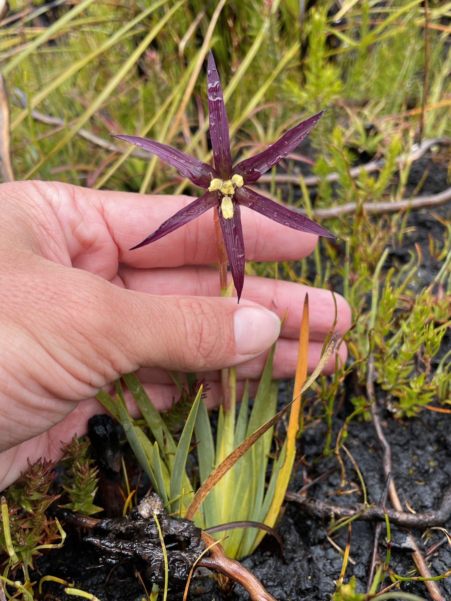 Isophysis tasmanica (Hook.) T.Moore
