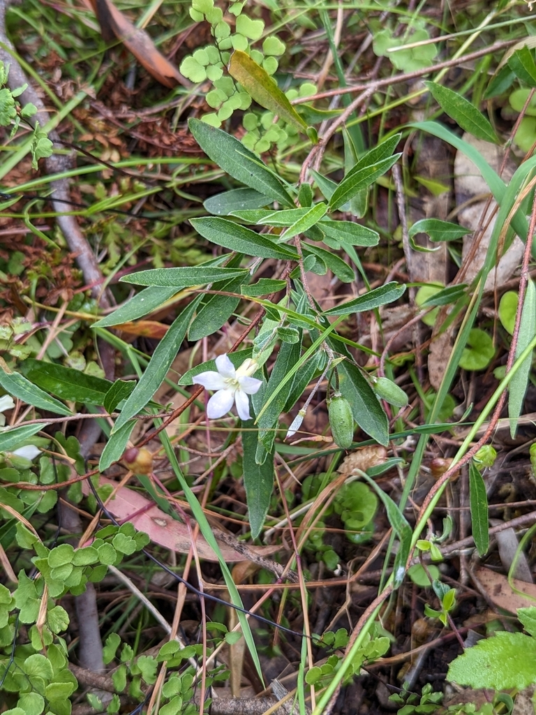 apple-berries in December 2022 by Robert Lawrence · iNaturalist