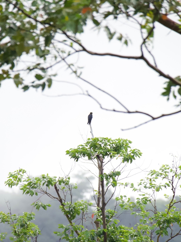 Bat Falcon from Arenal Volcano National Park, San Carlos, Alajuela, CR ...