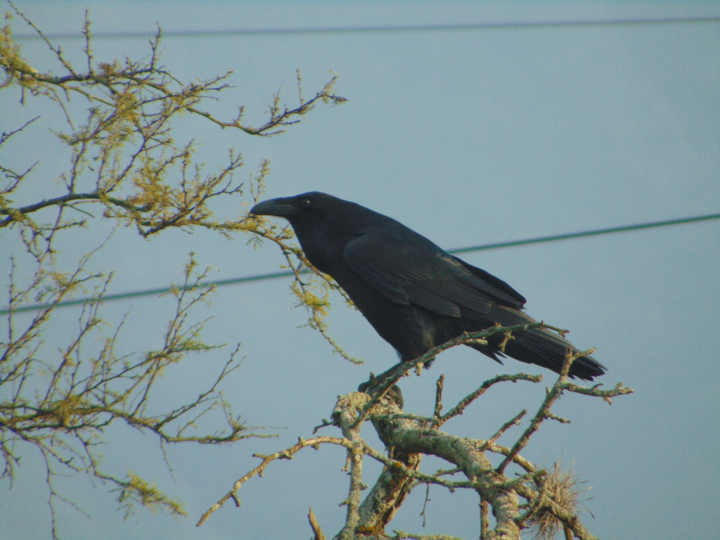 Common Raven from El Faisán, 67300 Santiago, N.L., México on December ...