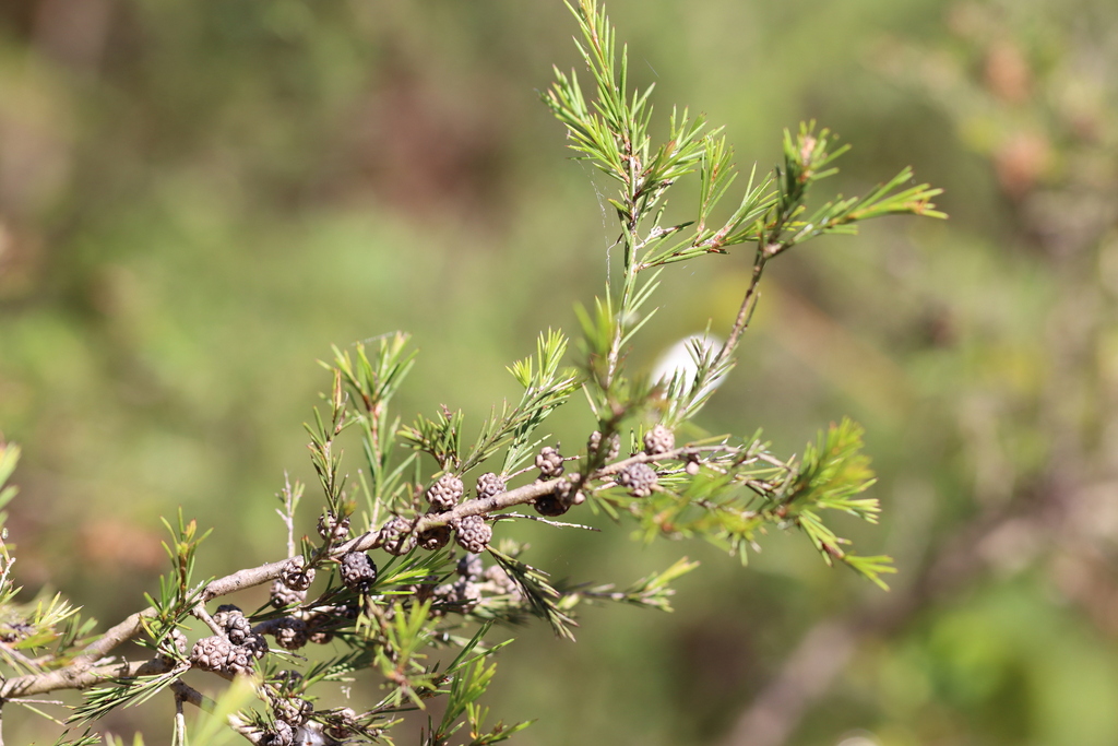 prickly-leaved paperbark from Cranebrook NSW 2749, Australia on ...