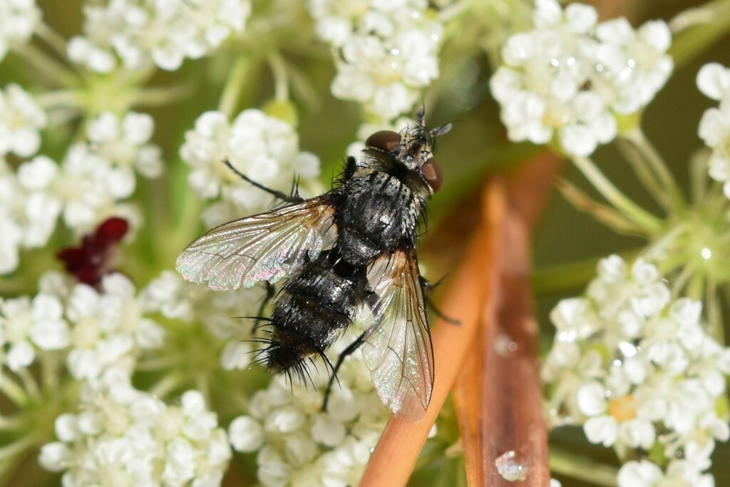 Exorista from Șirnea 507072, Romania on August 1, 2022 at 04:19 AM by ...