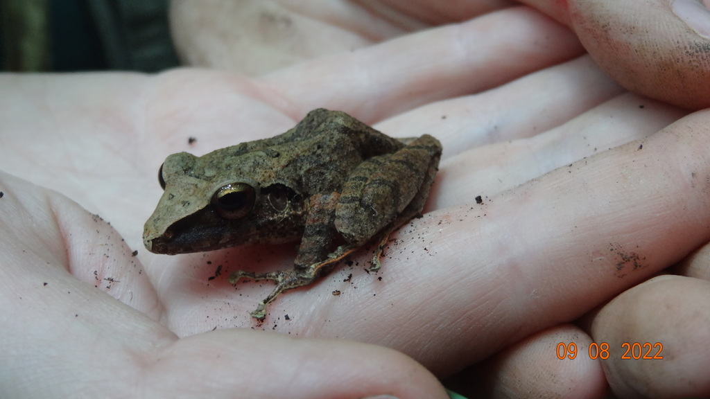 Cachabi Robber Frog in August 2022 by Ignacio Moreira-Corral · iNaturalist