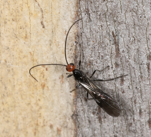 Callibracon limbatus · iNaturalist