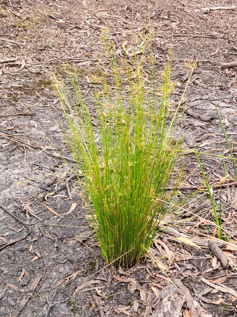 Loose-flowered Rush from Shearwater TAS 7307, Australia on December 13 ...