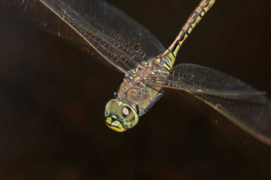 Australian Emperor from Deagon Wetlands, Brisbane QLD, Australia on ...
