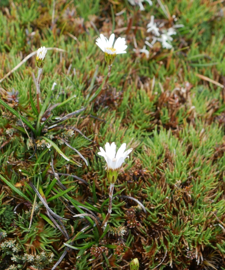 Mountain Daisy from Selwyn District, Canterbury, New Zealand on ...