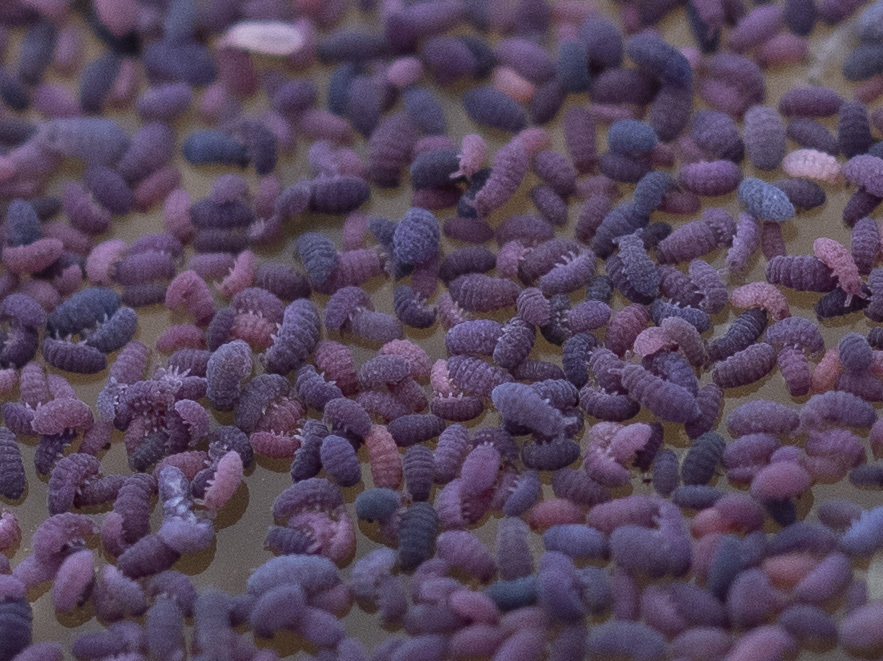 Ceratophysella from San Diego County, CA, USA on December 13, 2022 at ...