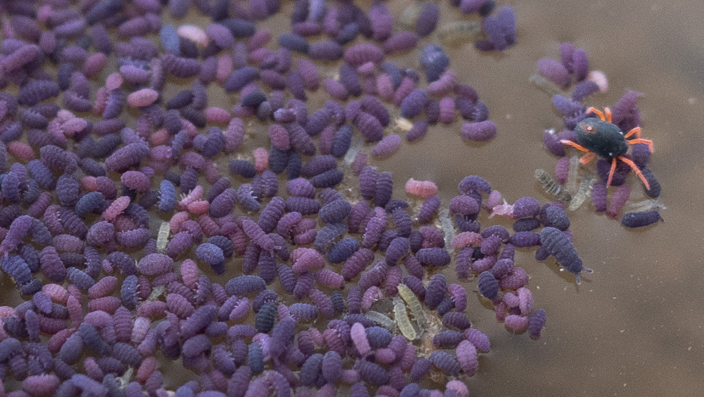 Blue Oat Mite from San Diego, California, United States on December 13 ...