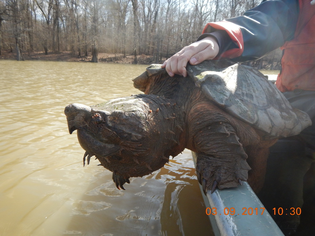 Alligator Snapping Turtle in March 2017 by jquinn · iNaturalist