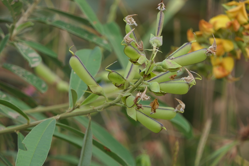 Rattleweed from Āmbavna, Maharashtra, India on December 12, 2022 at 02: ...