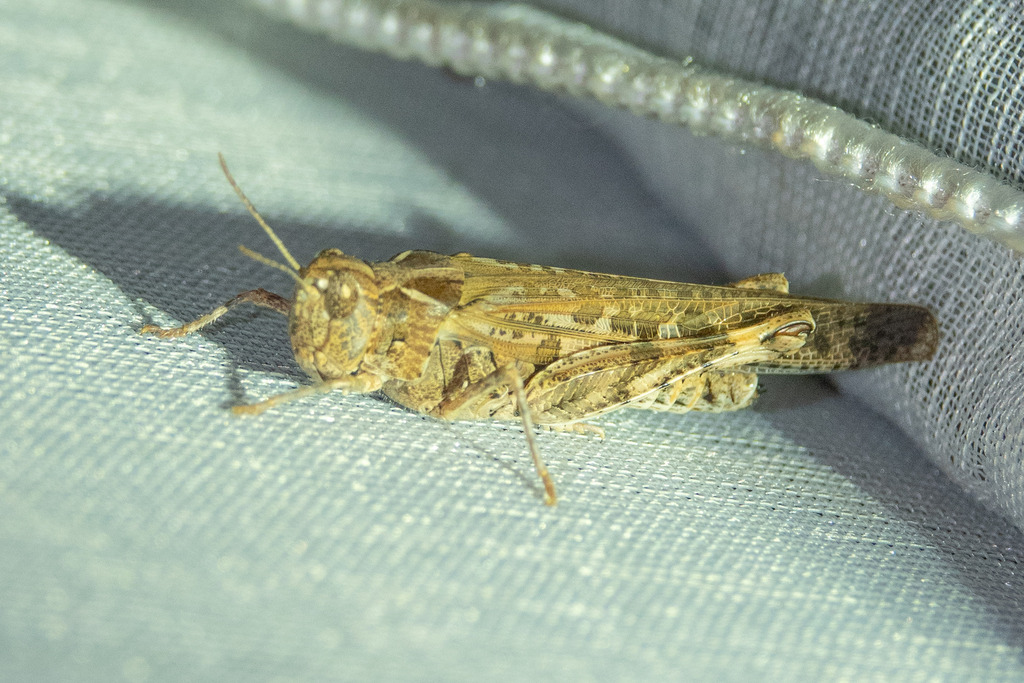 Australian Plague Locust from Brimbank - Keilor, Victoria, Australia on ...