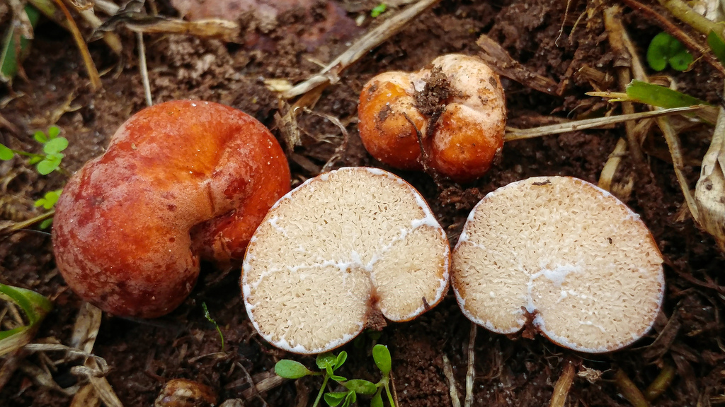 Zelleromyces cinnabarinus from Stuart Lake, Pollock, Louisiana, USA on ...