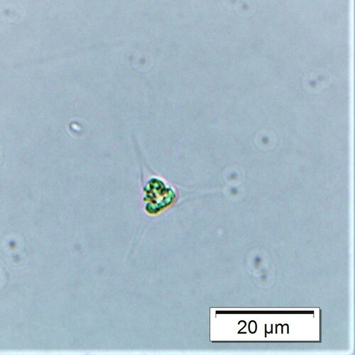 Family Treubariaceae · iNaturalist United Kingdom