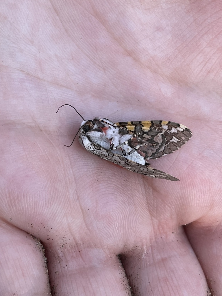 Painted Tiger Moth from Angeles National Forest, La Canada Flintridge ...