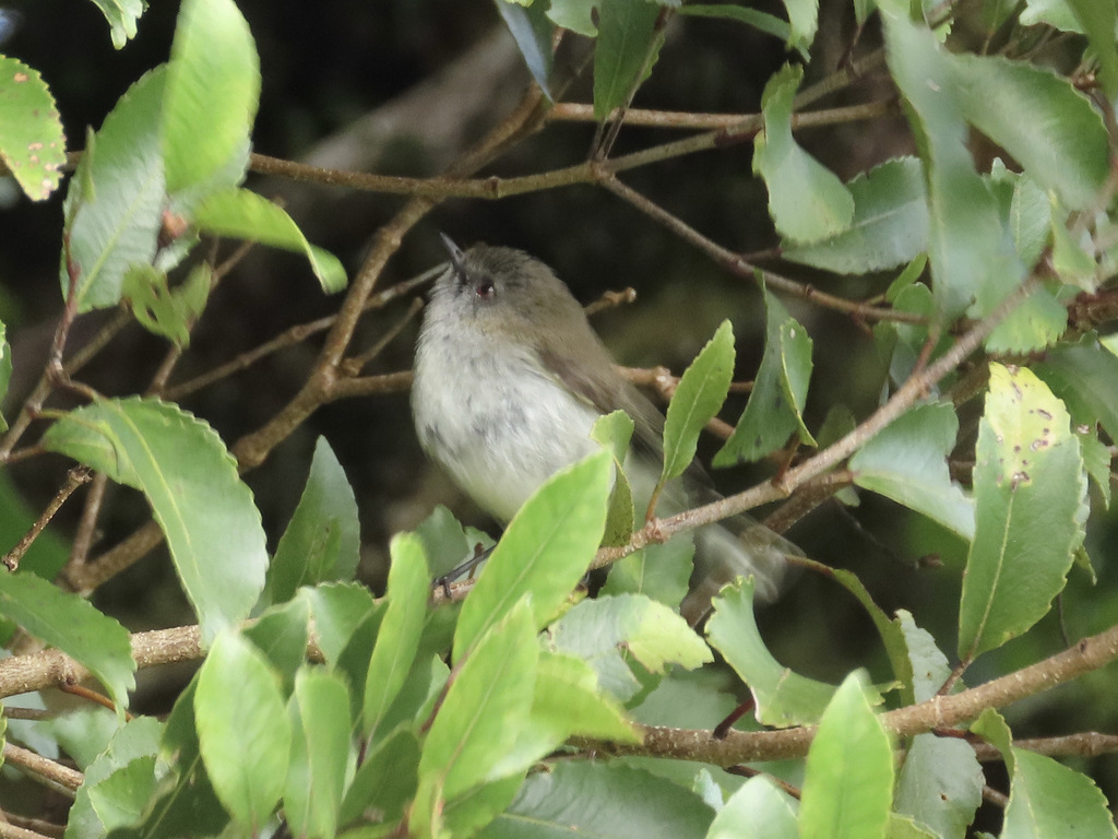 Gray Gerygone from Stratford District, Taranaki, New Zealand on October ...